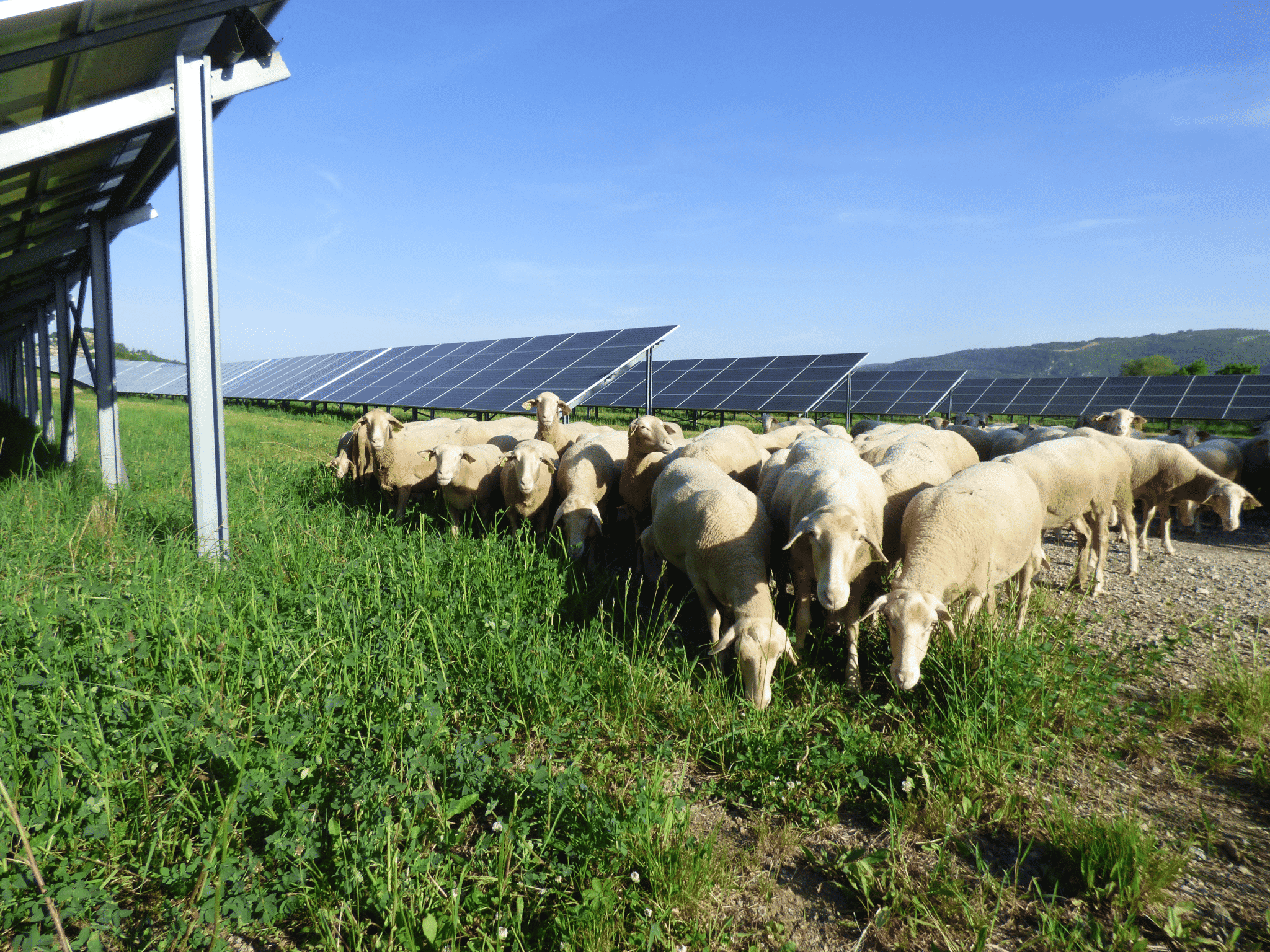 L'INRAE soutient l'agrivoltaïsme chez Valeco - Valeco